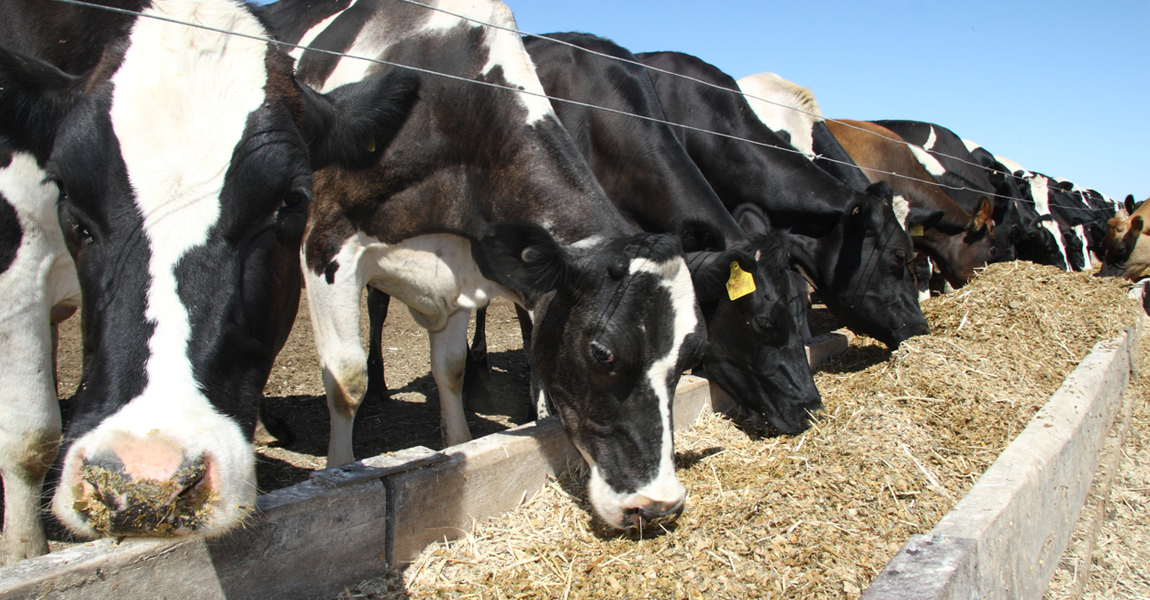 Animal Nutrients - TRC Agriculture
